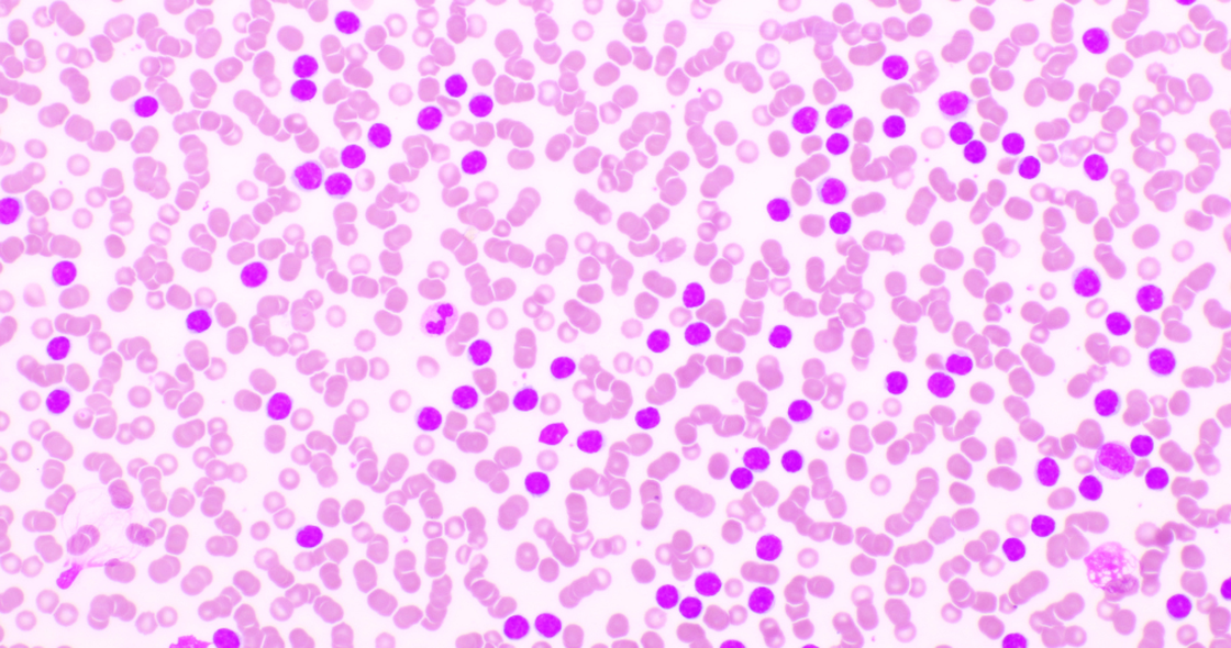 Conferences & Events | HOPA